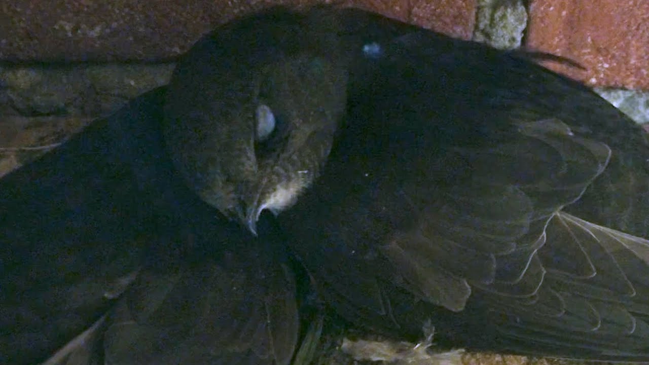 Swift breed 2025 / Broedende gierzwaluw 2025 / Toerswel Gaast - YouTube