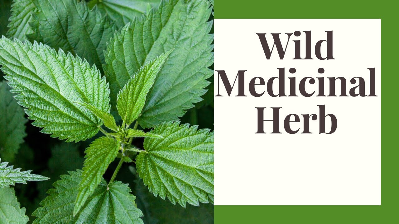 Forage and Grow Stinging Nettle - YouTube