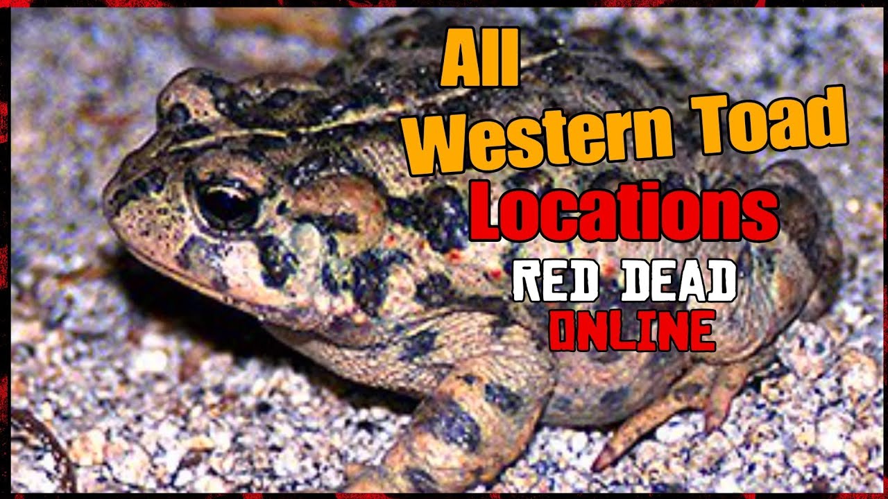 All Western Toad Locations Red Dead Online Easy Daily Challenge - YouTube