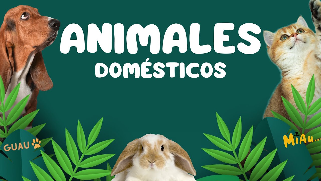 Animales Domesticos