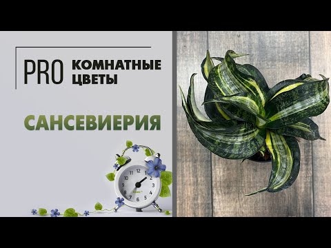 Сансевиерия. Грамотный уход за сансевиерий: полив, пересадка, грунт, горшки и размножение.