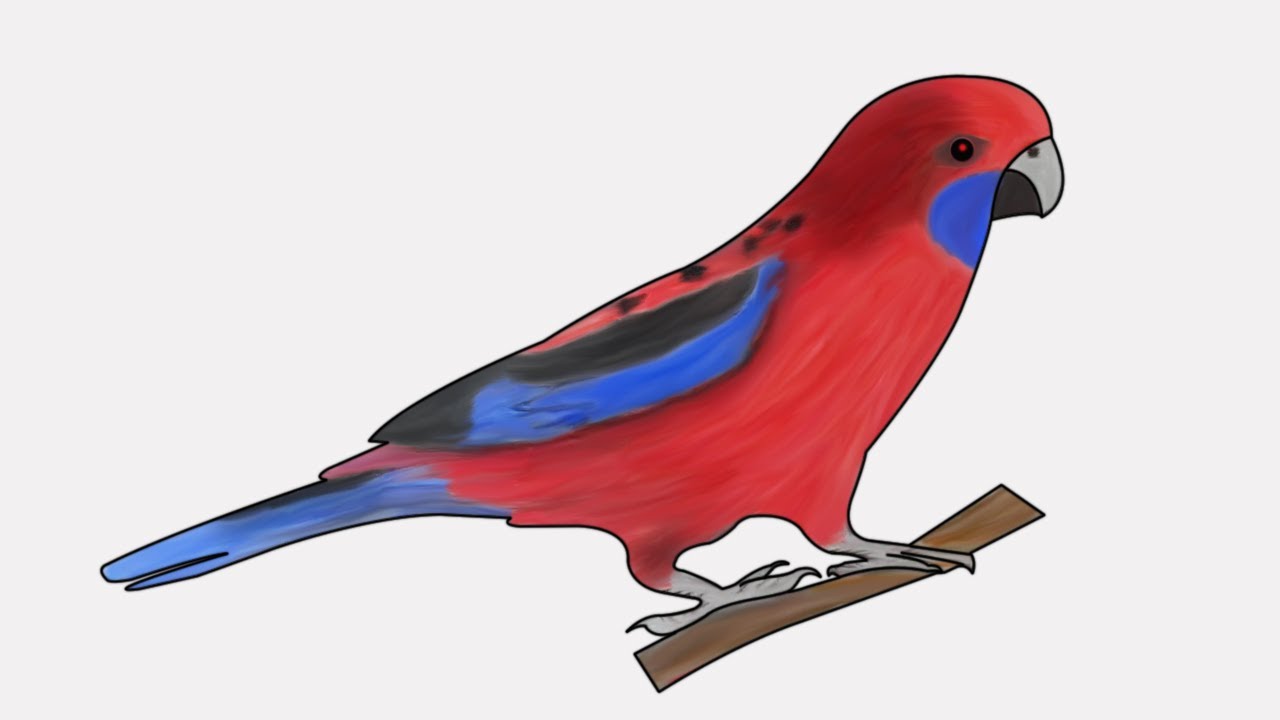 how to draw a crimson rosella | crimson rosella sketch drawing for kids ...