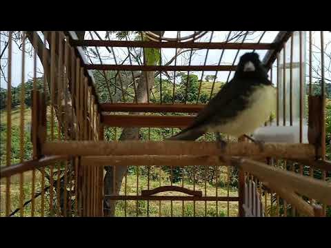 Papa Capim Dos Meus Sonhos - YouTube