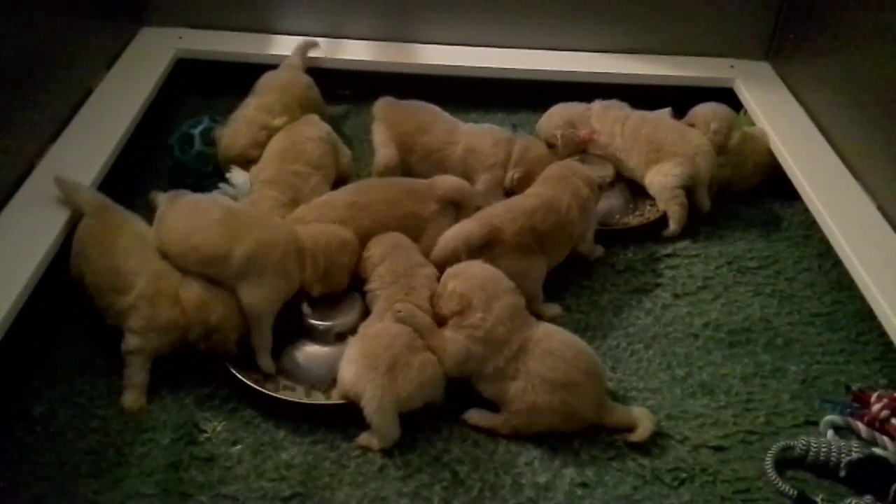 Billie's pups. First meal. - YouTube