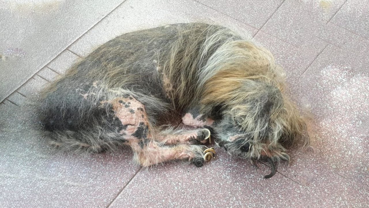 The True Dream of a Poor Dog Who Was Abandoned by His Owner for 11 ...