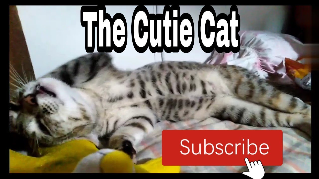 THE CUTIE CAT BIBONG BIBO NA | PUSA KA#the#cute#cat#Bibongbibo#na# ...