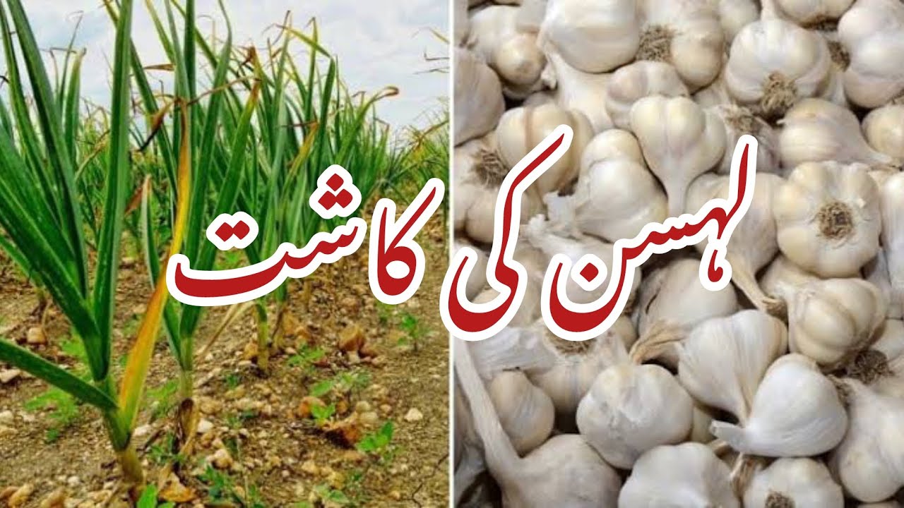 G 1 Aur Desi Lahsan Ke Kasht Fertiliser Plan Spray Aur Beemari Cultivationfertiliser