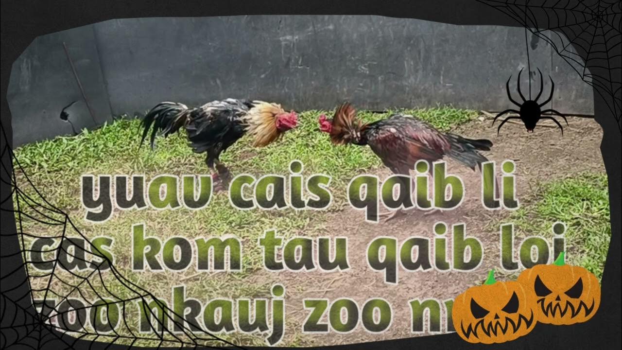 Yuav tu qaib li cas cais qaib li cas thiaj tau qaib loj kom zoo haum yus lub siab #hmoobmuasfarm ...