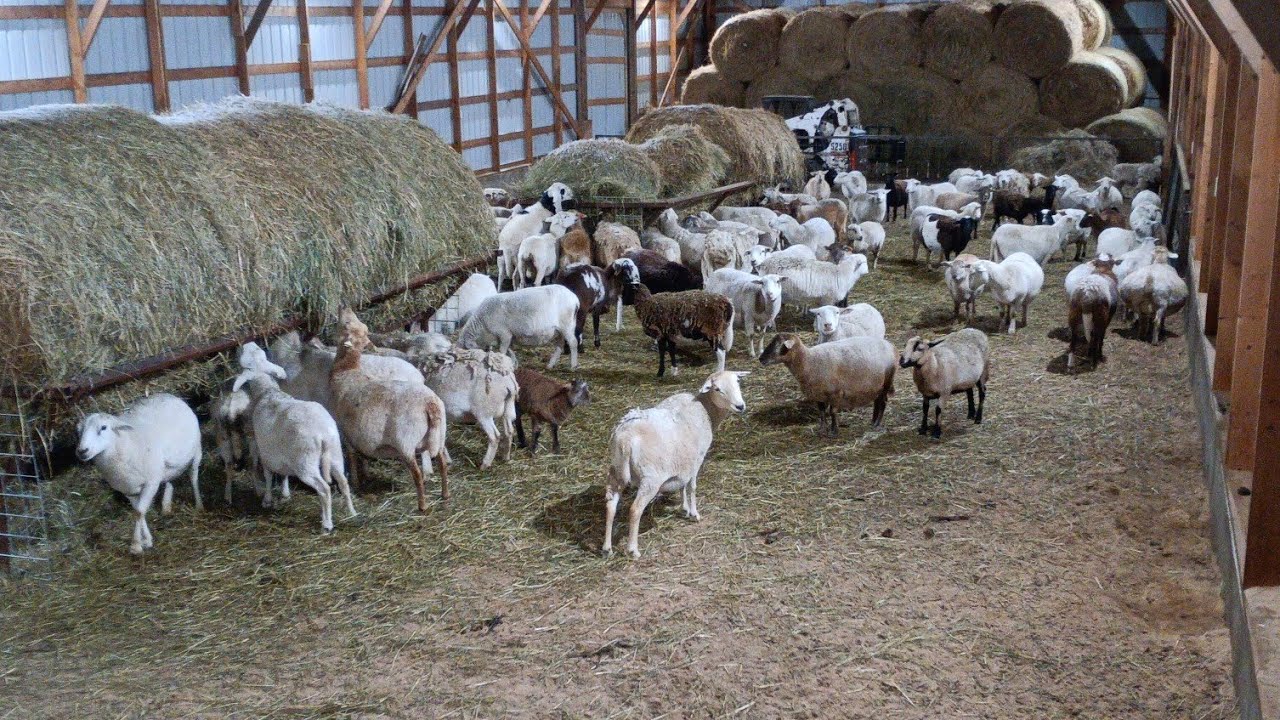 Installing hay powered heaters in the lambing barn - YouTube