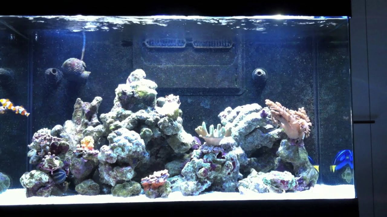 RSM 250 with 3x TMC Aquabeam 1500XG Ultima Ocean Blue LED tiles - YouTube