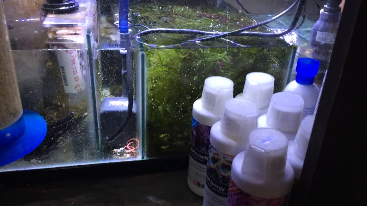 NexrReef MR1 (Part 2 ) - YouTube