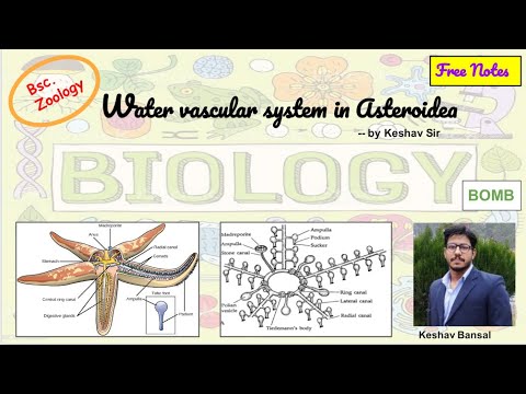 Water vascular system / Ambulacral system in Asteroidea | Bsc | Free ...
