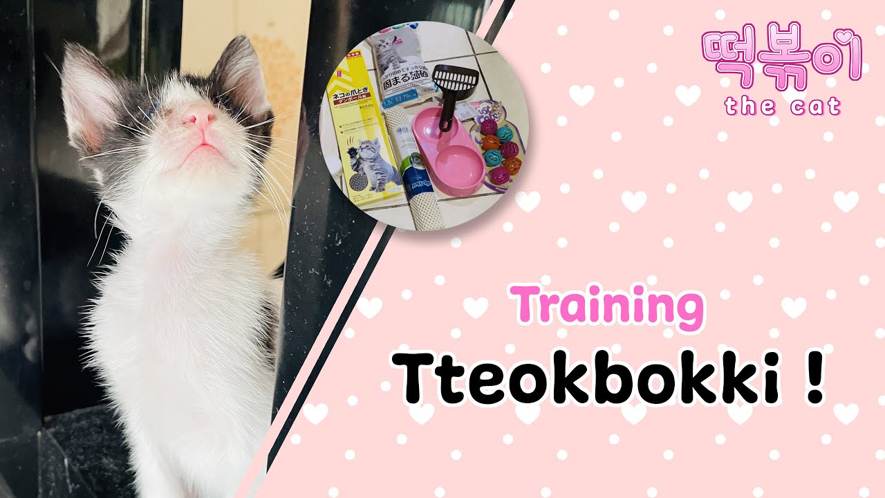 Toilet Training Tteokbokki The Blind Kitten | tteokbokki the cat - YouTube