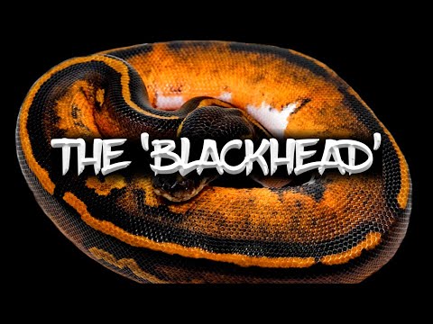 The Blackhead Ball Python!