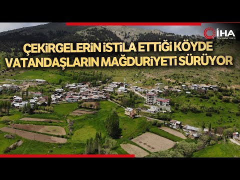 Gümüşhane'de Çekirge İstilası Sürüyor