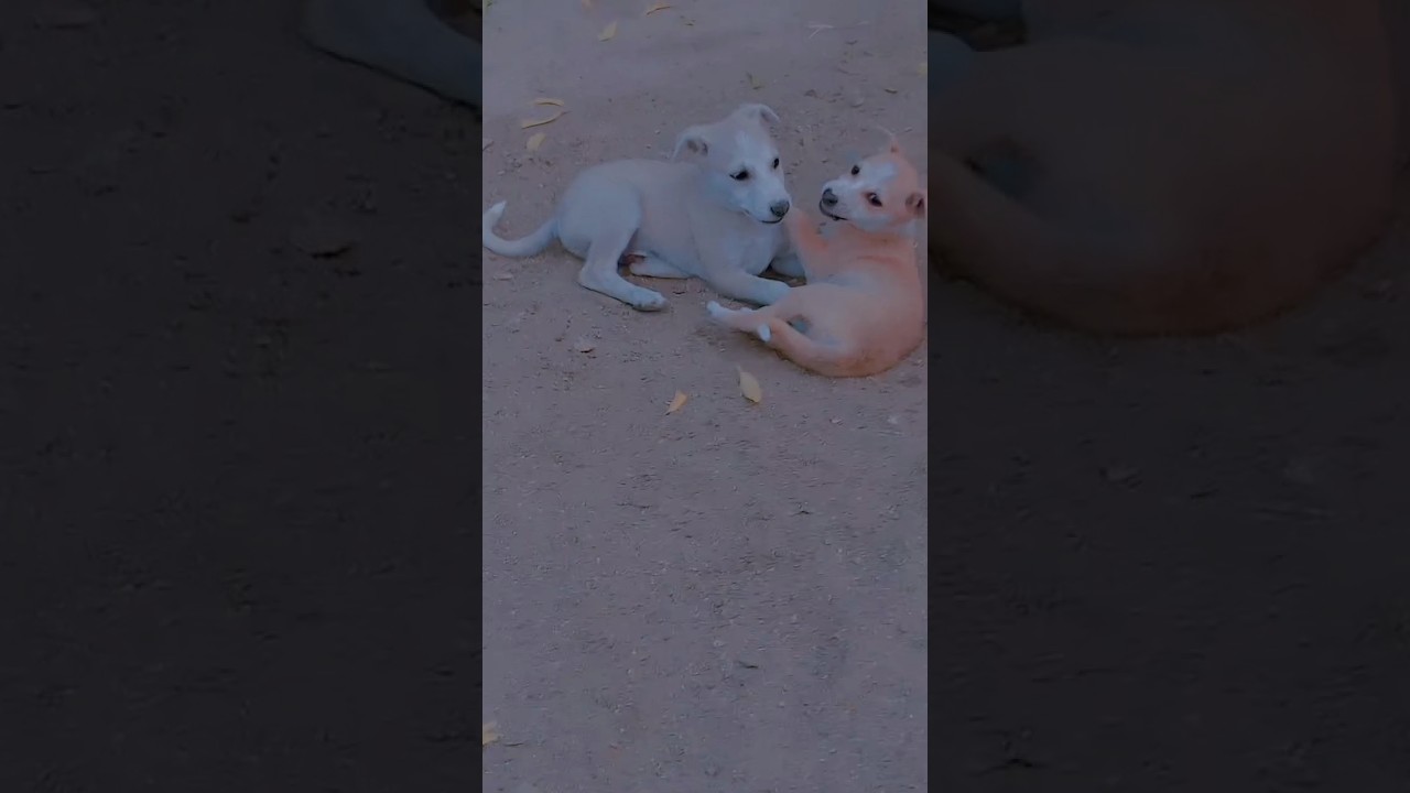 Bujji kukka pillalu lu yela adukuntuna yo chudadi #dog #puppy #pets # ...