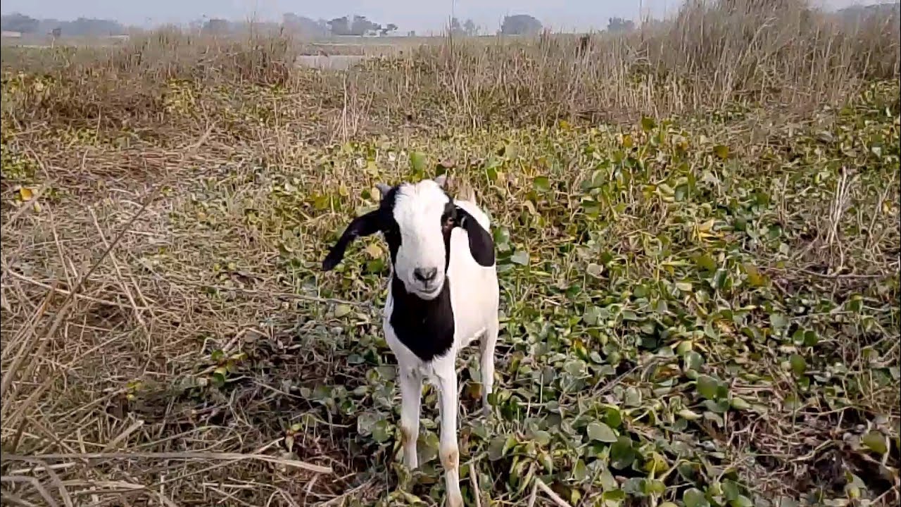 Meet the Grass-Eating Champion Goat - YouTube