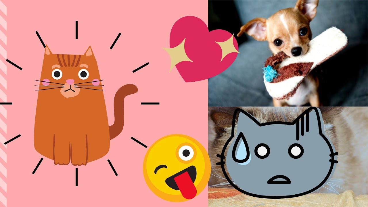 🐶🐱CUTE Animals FUNNY Things 🤣 | BEST PET COMPILATION #2 - YouTube