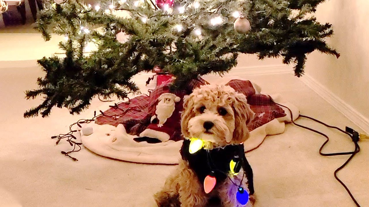 Puppy Wishes You a Merry Christmas | Cavoodle - YouTube