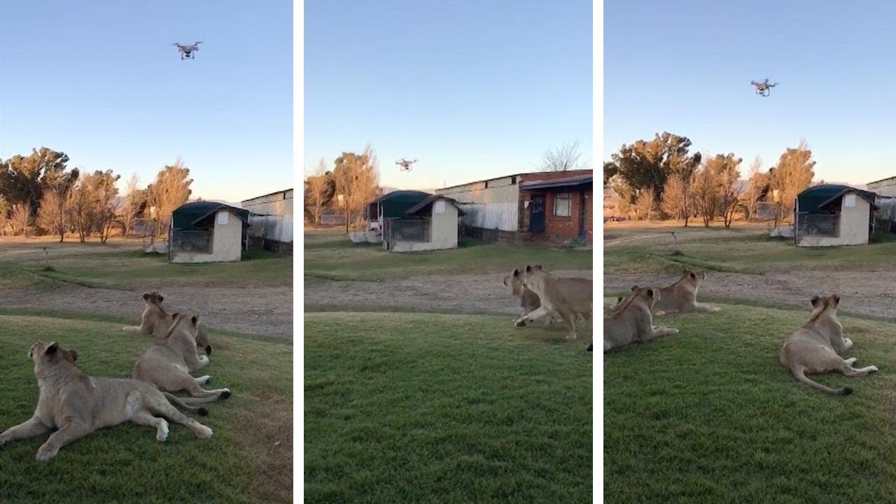 Drone Catches Attention Of Sleepy Lion Cubs - YouTube