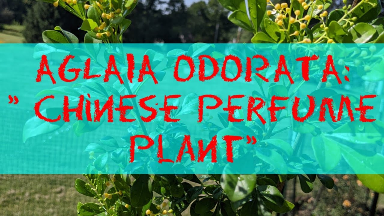 AGLAIA ODORATA: Chinese Perfume Plant 🌿 Fragrant #Logees Houseplant ...