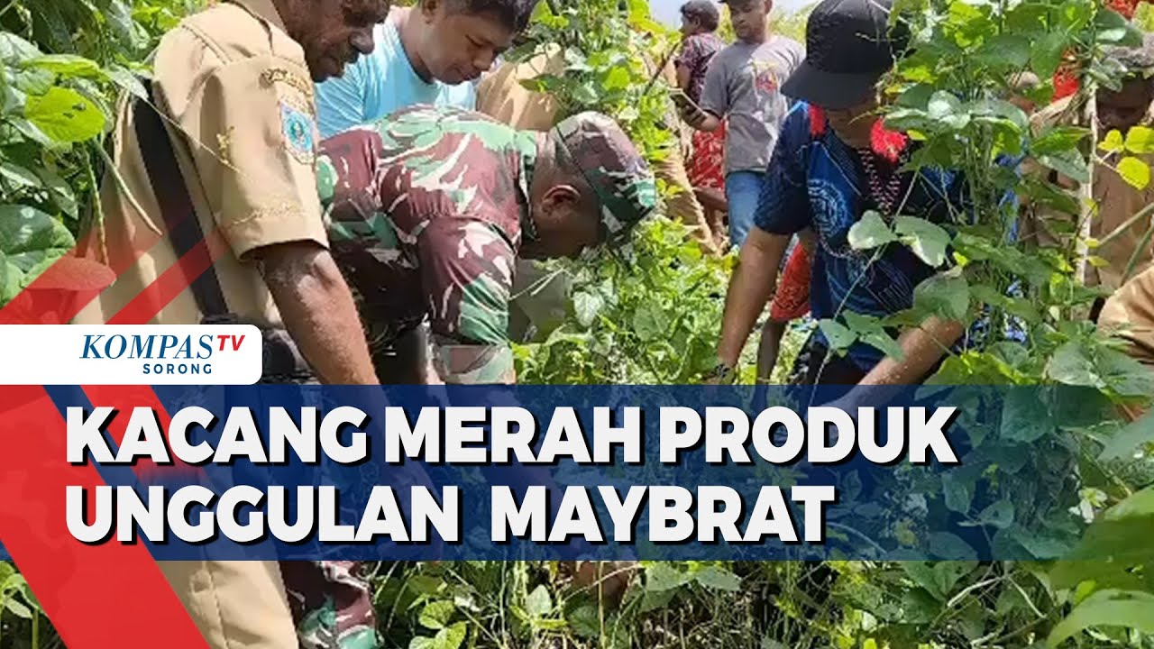 Pemerintah Kembangkan Potensi Pertanian Kacang Merah Petani Maybrat ...