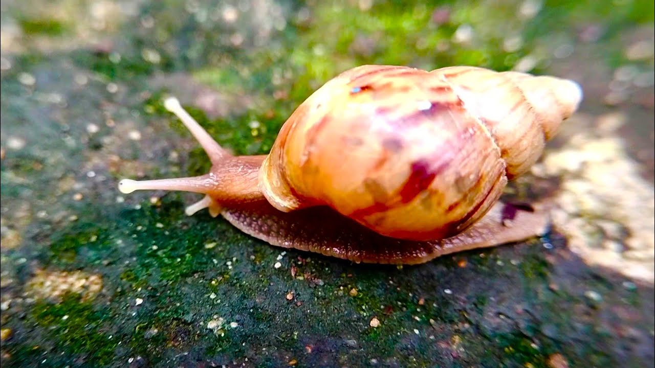 Snail animal - YouTube