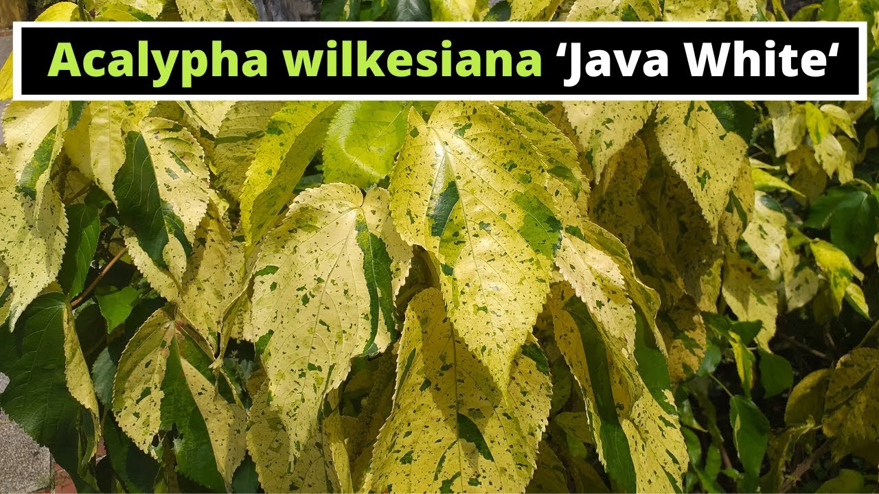 Acalypha wilkesiana 'Java White' (Joseph's Coat) - YouTube