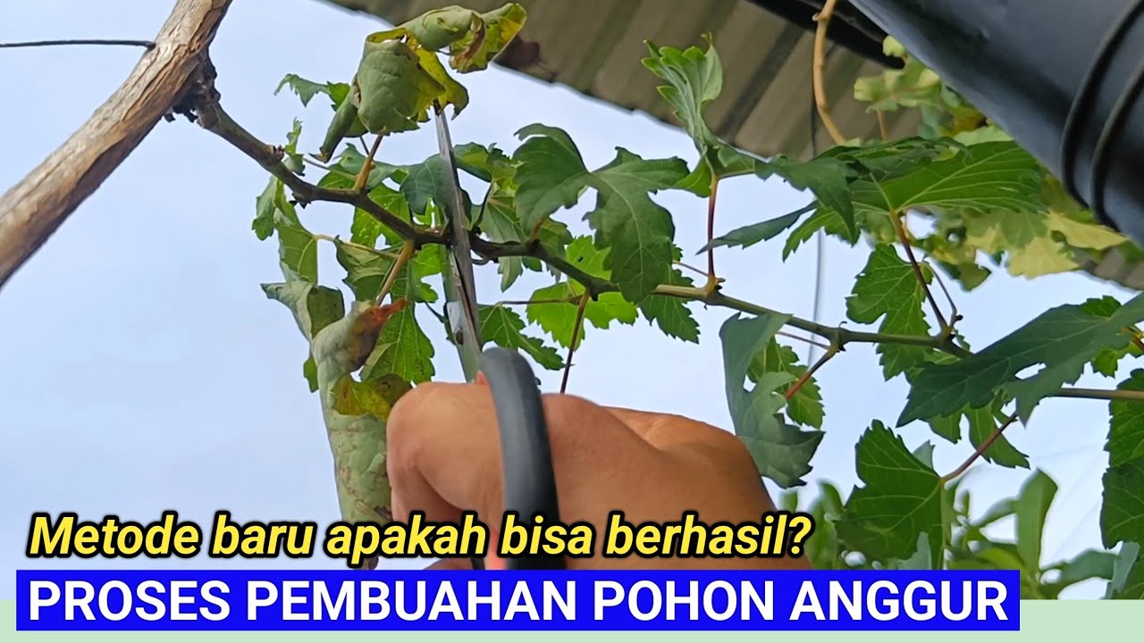 Pruning pohon anggur untuk pembuahan metode abal-abal ilmu keberuntungan - YouTube
