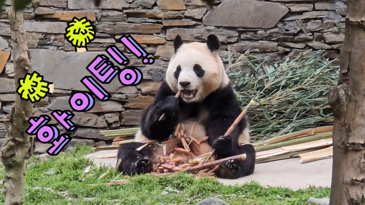 푸바오실시간 11월 25일 마감전 강할아버지 오늘 한국에 계신다고 하네요ㅠㅠ 푸야~ 그래도 맛나게 죽순먹고 푸이팅하자 Youtube