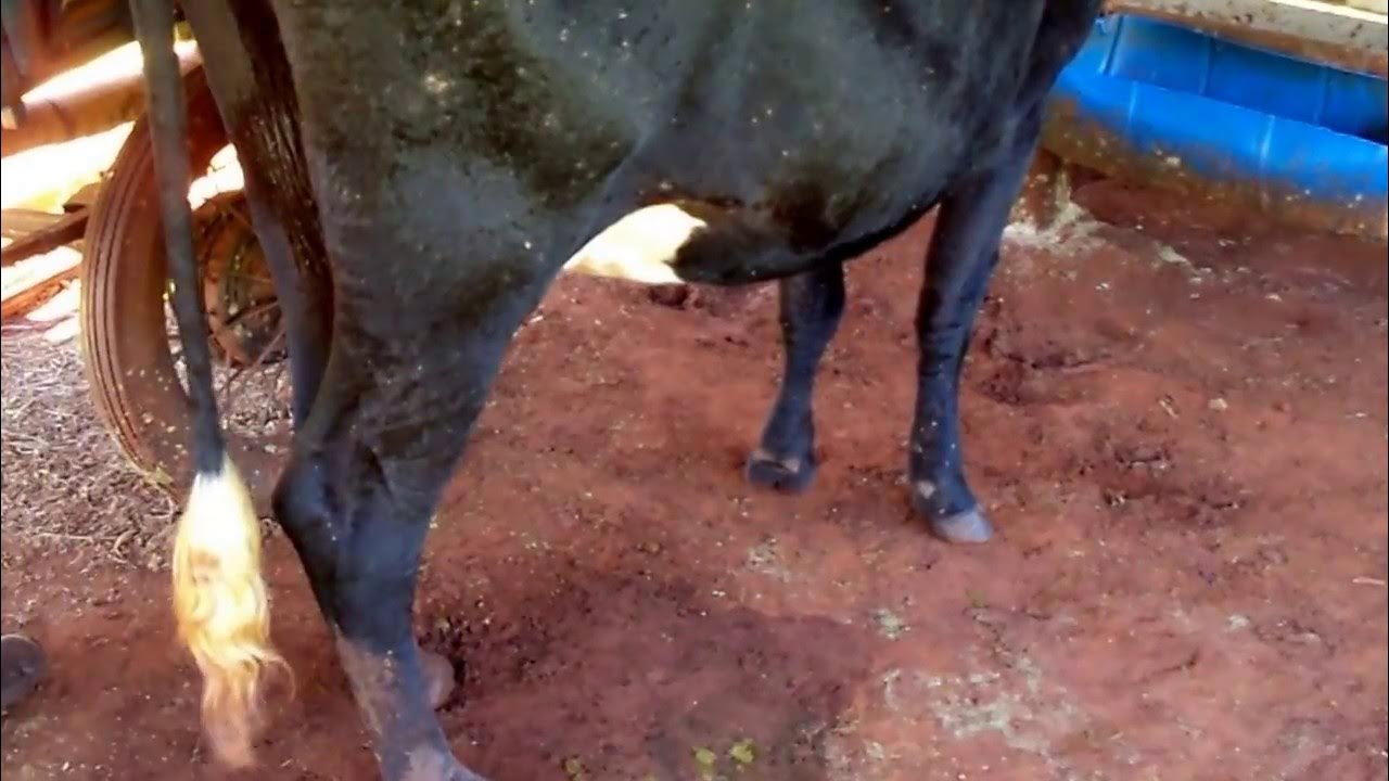 como tirar leite de vaca girolanda - YouTube