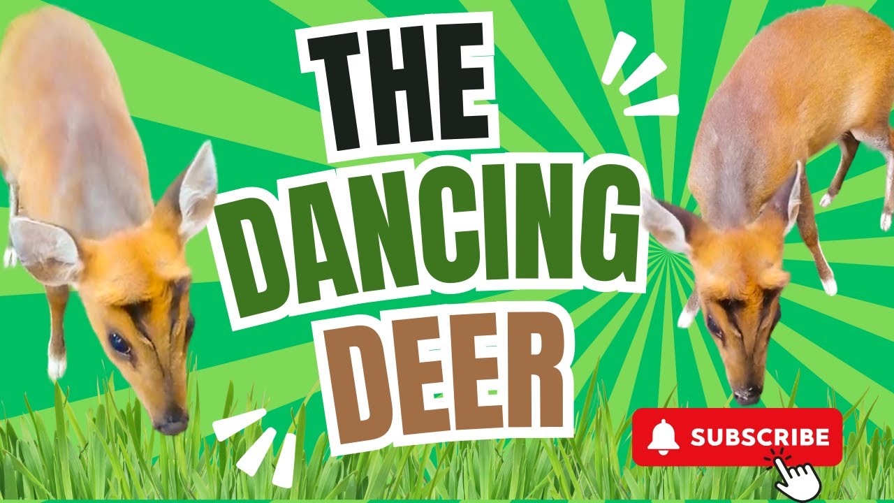 The Dancing Deer A Fun and Friendly Fun Animal Dancing Deer Adventure ...