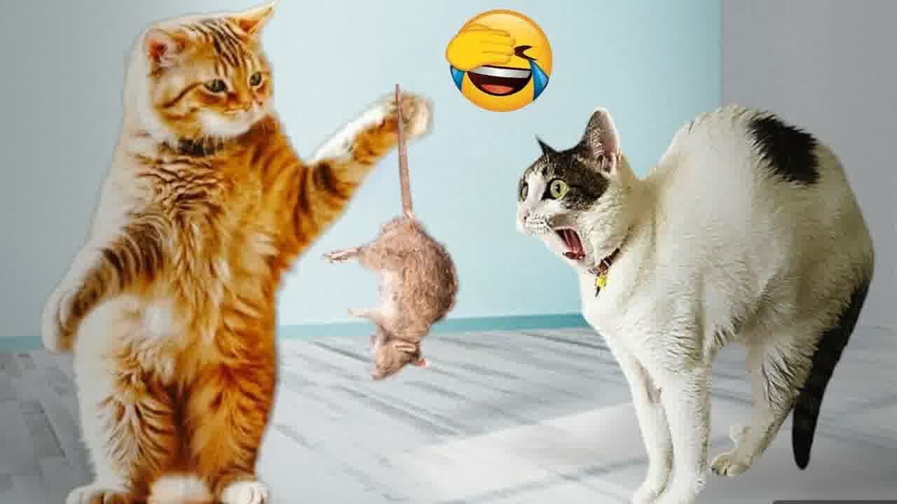 Hilarious Cat Fails That Will Make You Laugh Out Loud 😂 Best Funny Cats ...