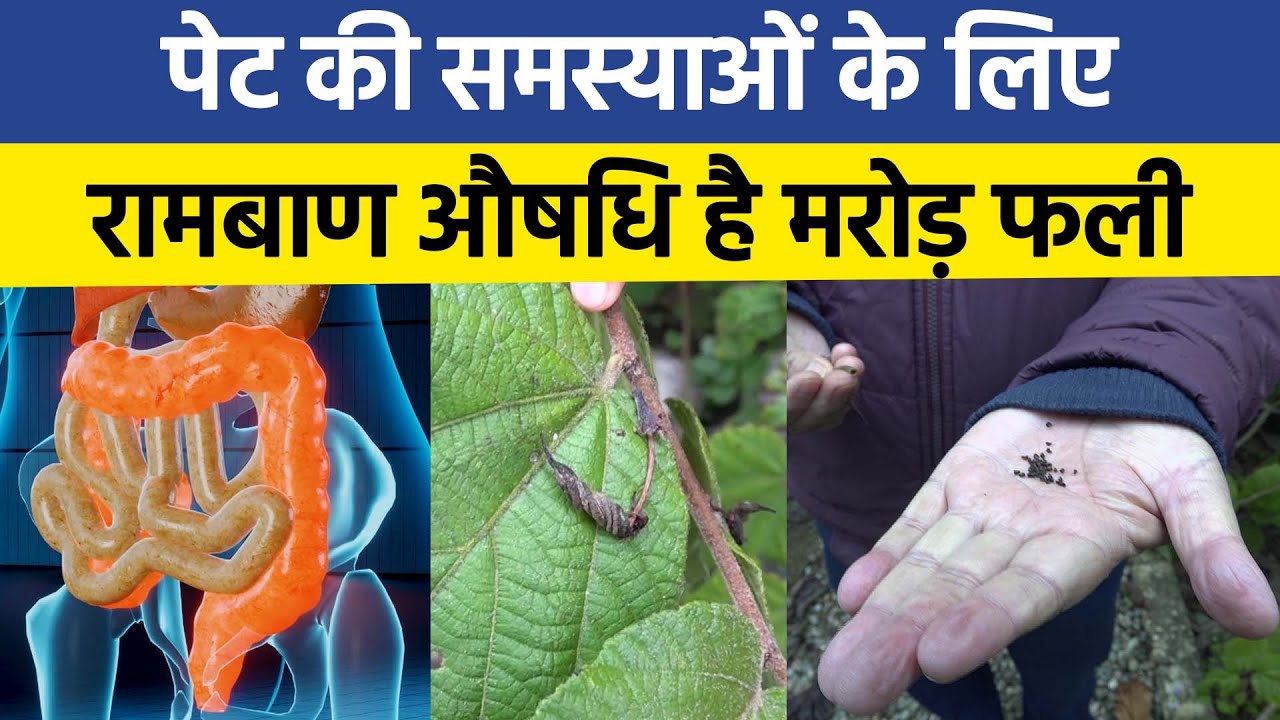 मरोड़ फली के फ़ायदे| Benifits of Marod Fali Medicine|पेट की समस्याओं का ...