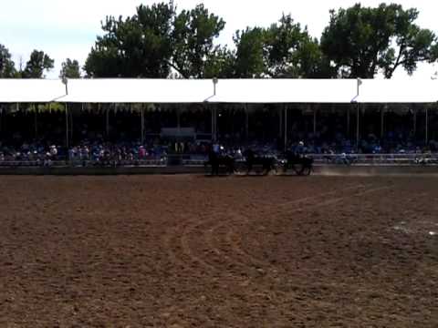 Percheron Thunder - YouTube
