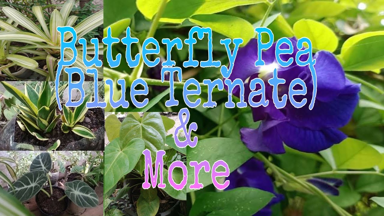 Butterfly Pea | Blue Ternate | Mini Flower Garden 🌵 - YouTube