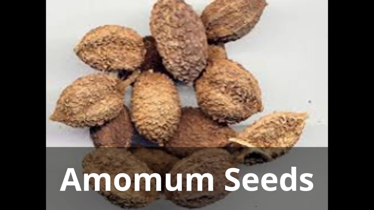 AMOMUM SEEDS SUPPLIERS - YouTube