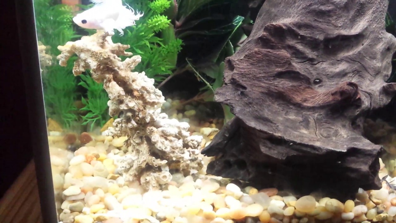 Betta Tank With Betta & Guppies & Frog & More! - YouTube
