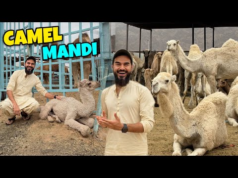 Hamari Mandi series shuru hogai finally 😍 VIP camel mandi pohanch gae 🐪