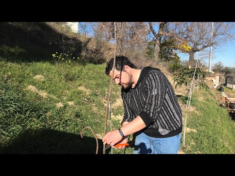 IMPALCARE UN GIOVANE FICO (POTATURA DEL PRIMO ANNO / CIMARE L' ASTONE CENTRALE)