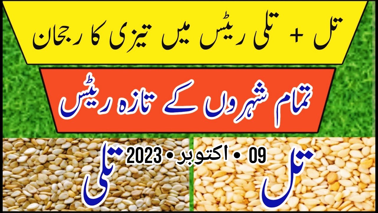 Till tilli rate today in punjab pakistan 2023 | Today till tilli rate ...