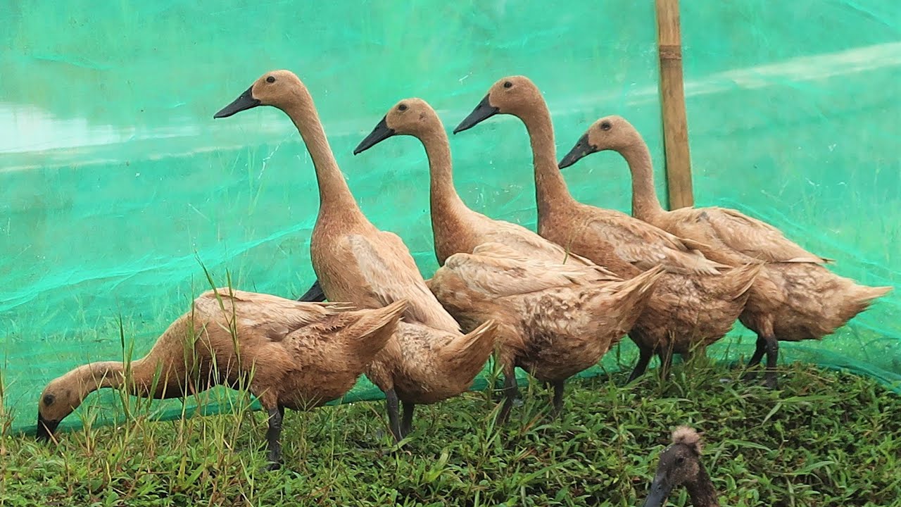 Bebek Angsa Bertelur , Bebek Adus Kali Indonesia , Bebek Berenang Nyata ...
