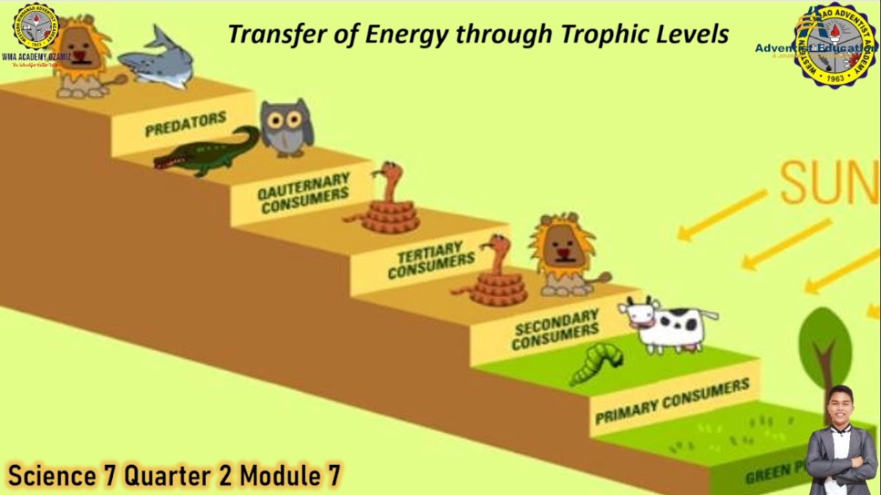 Transfer of Energy through Trophic Level, Ecosystem Part 3 Science 7 Q2 ...