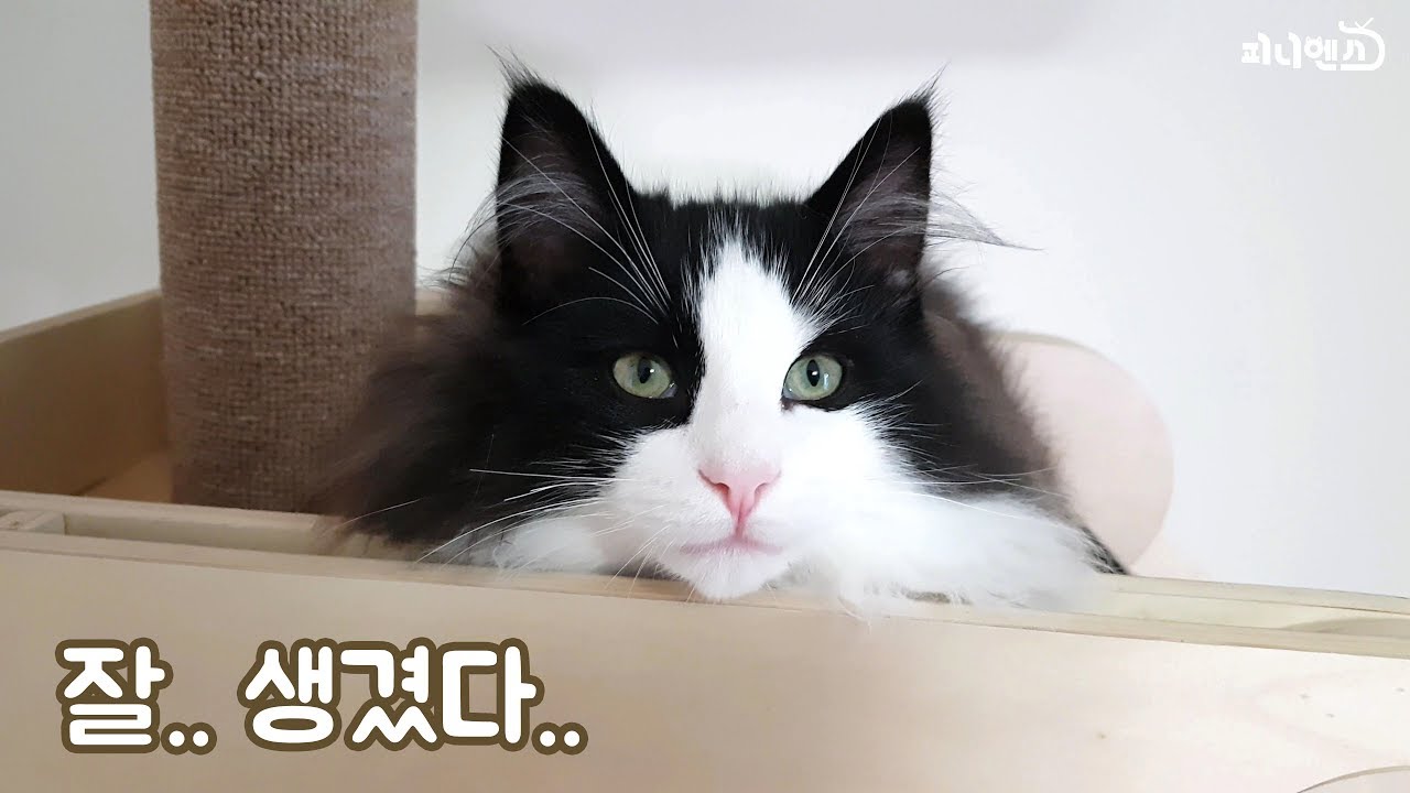 세상 잘생긴 고양이 대니 Handsome Danny - YouTube