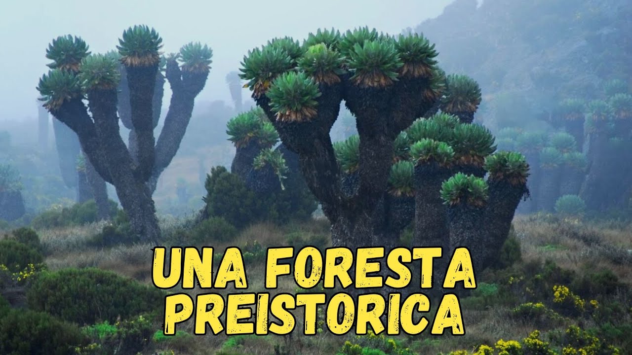 Foresta Preistorica mai Vista sulla Terra - YouTube