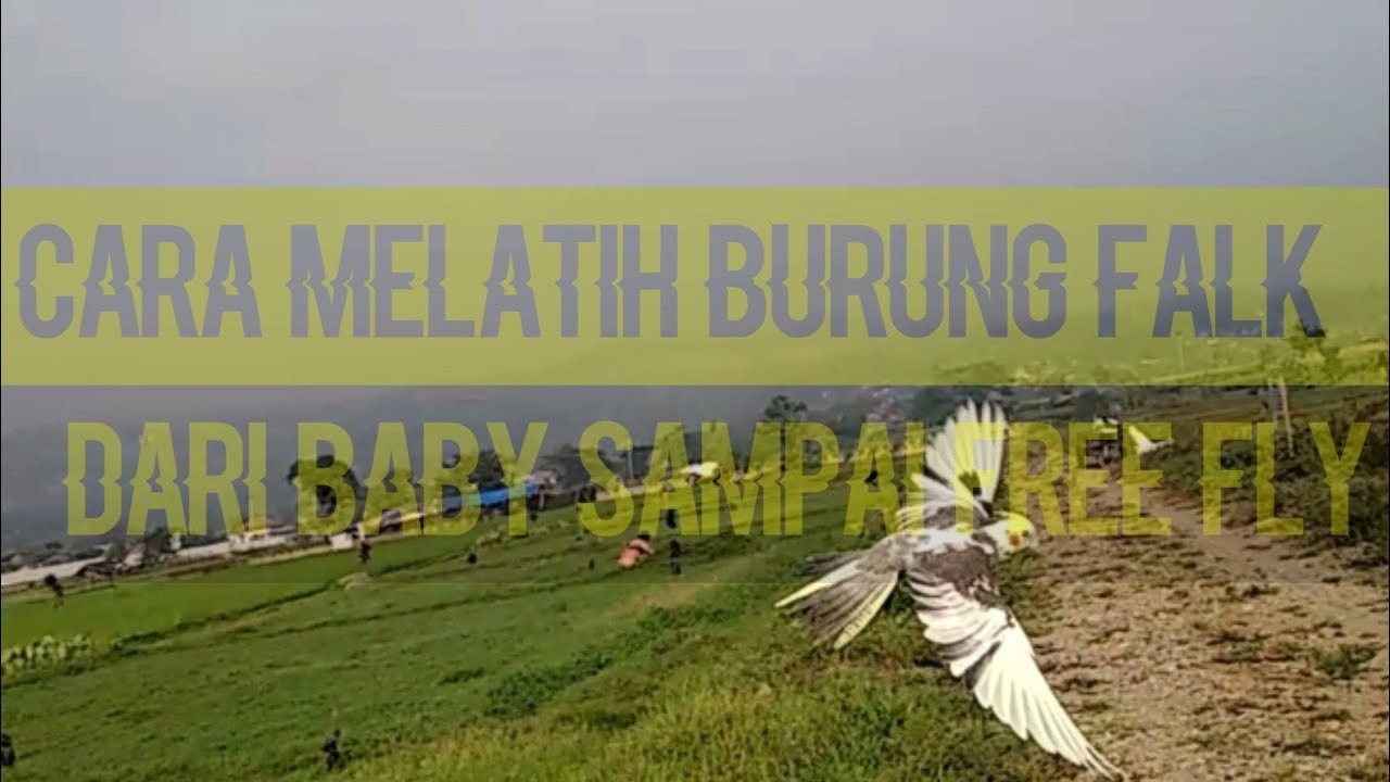 Cara melatih burung falk dari baby sampai bisa free fly - YouTube