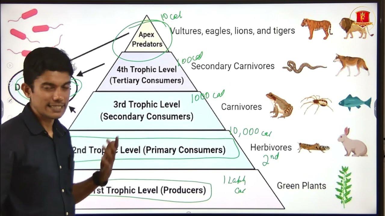 Environment - TROPHIC LEVELS, FOOD CHAIN, PYRAMID OF NUMBERS, BIOMASS ...