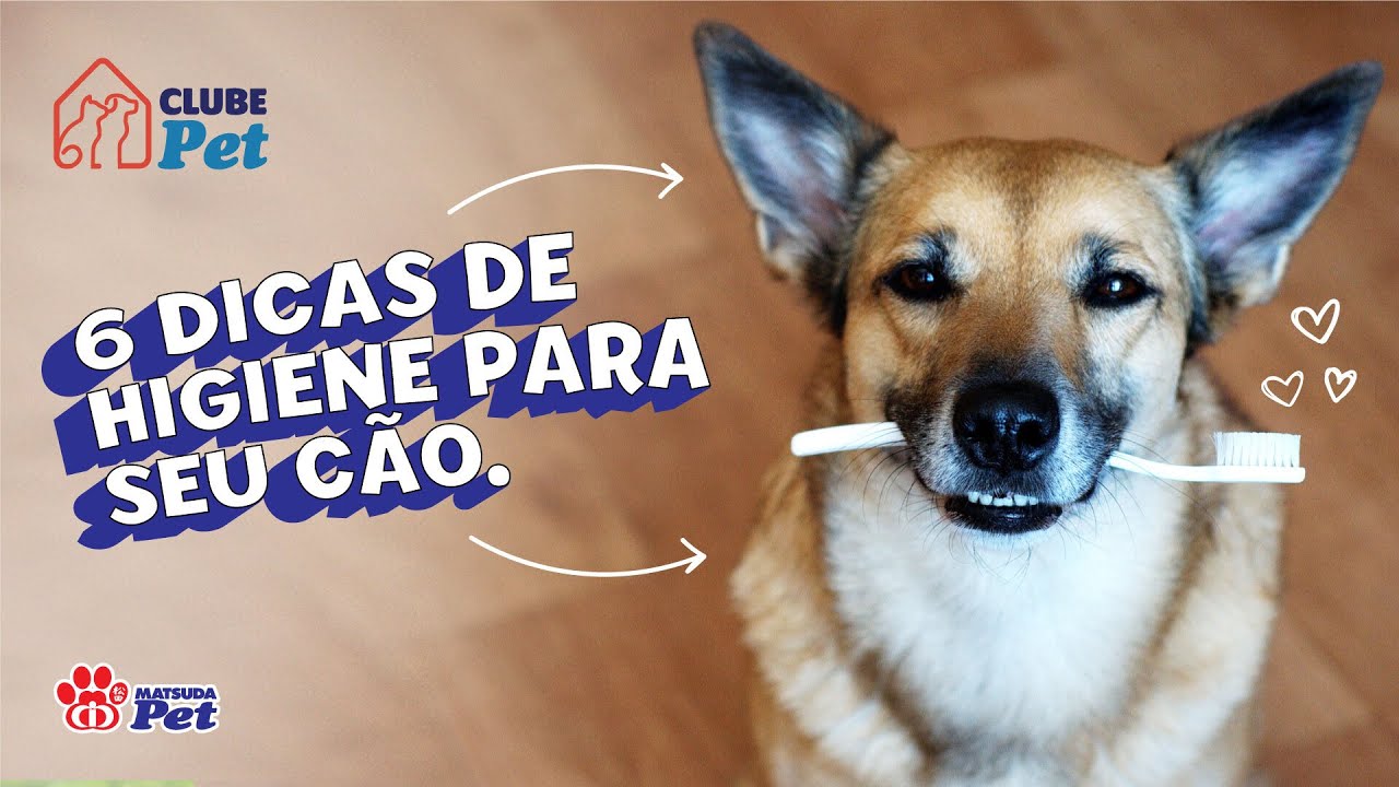 HIGIENE PARA SEU CÃO: Confira 6 dicas! | Clube Pet - YouTube