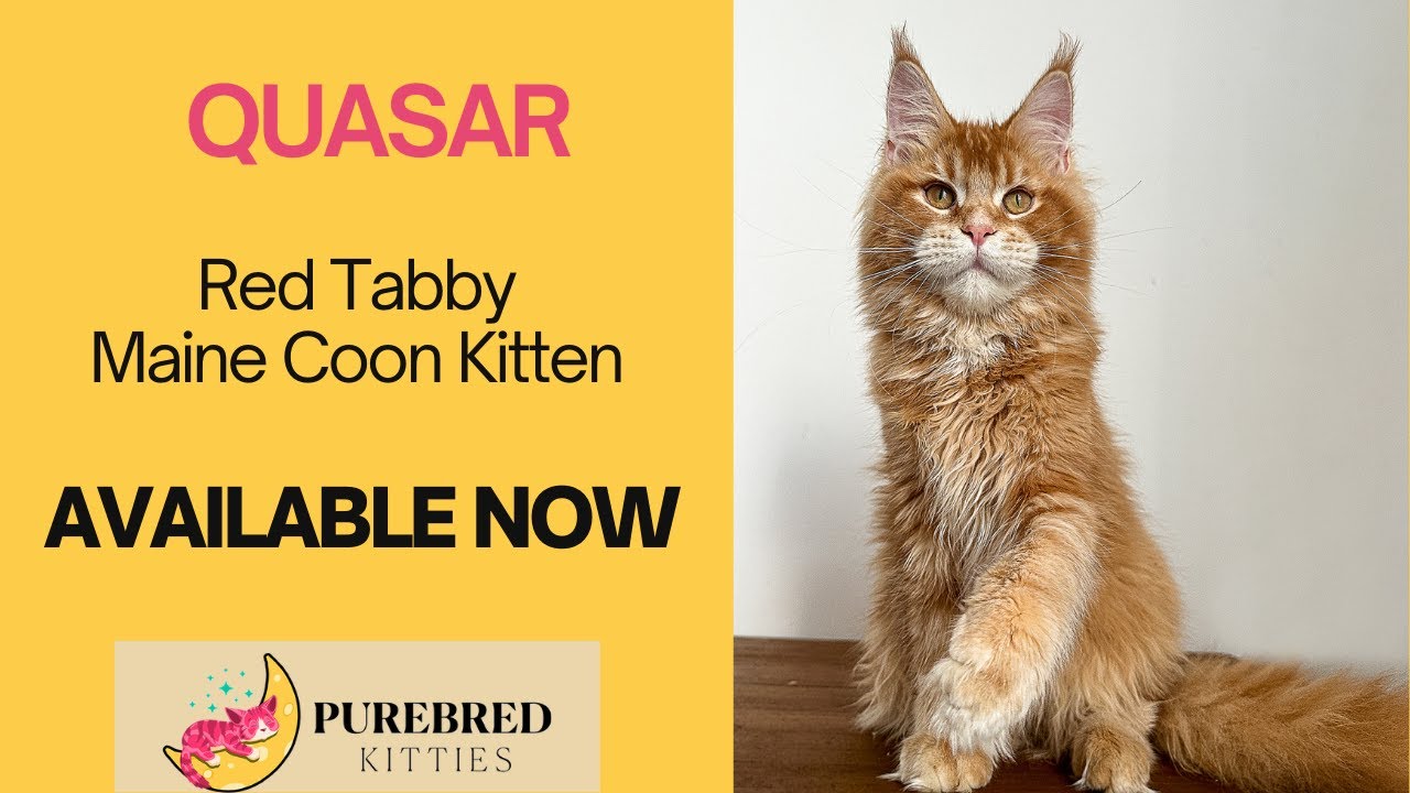 QUASAR Red Tabby Maine Coon Male Kitten Available now - YouTube
