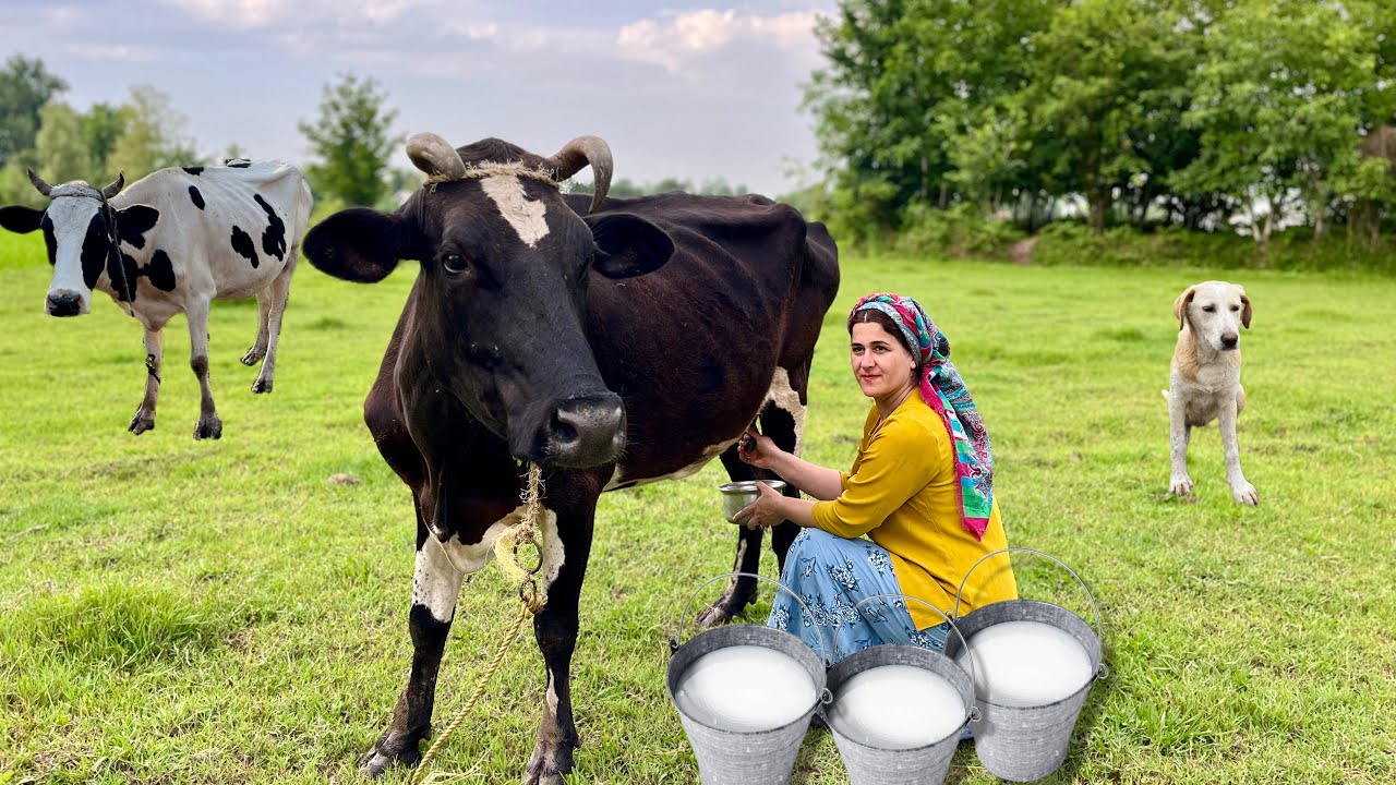 Village life Documentary:Milking Cow's by Hand!Cooking Traditional ...
